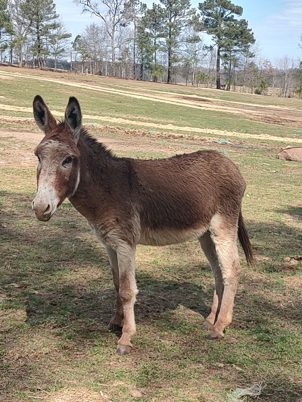 Standard size Donkeys | Big E Livestock and Donkeys