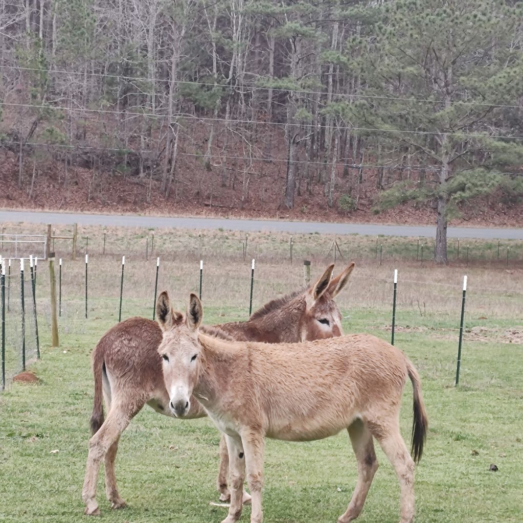 Standard size Donkeys | Big E Livestock and Donkeys