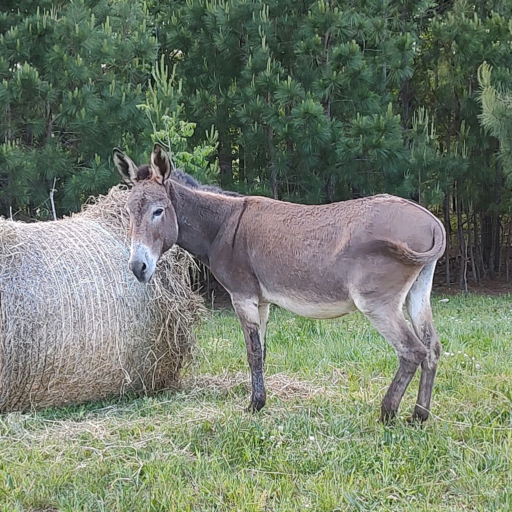 Standard size Donkeys | Big E Livestock and Donkeys