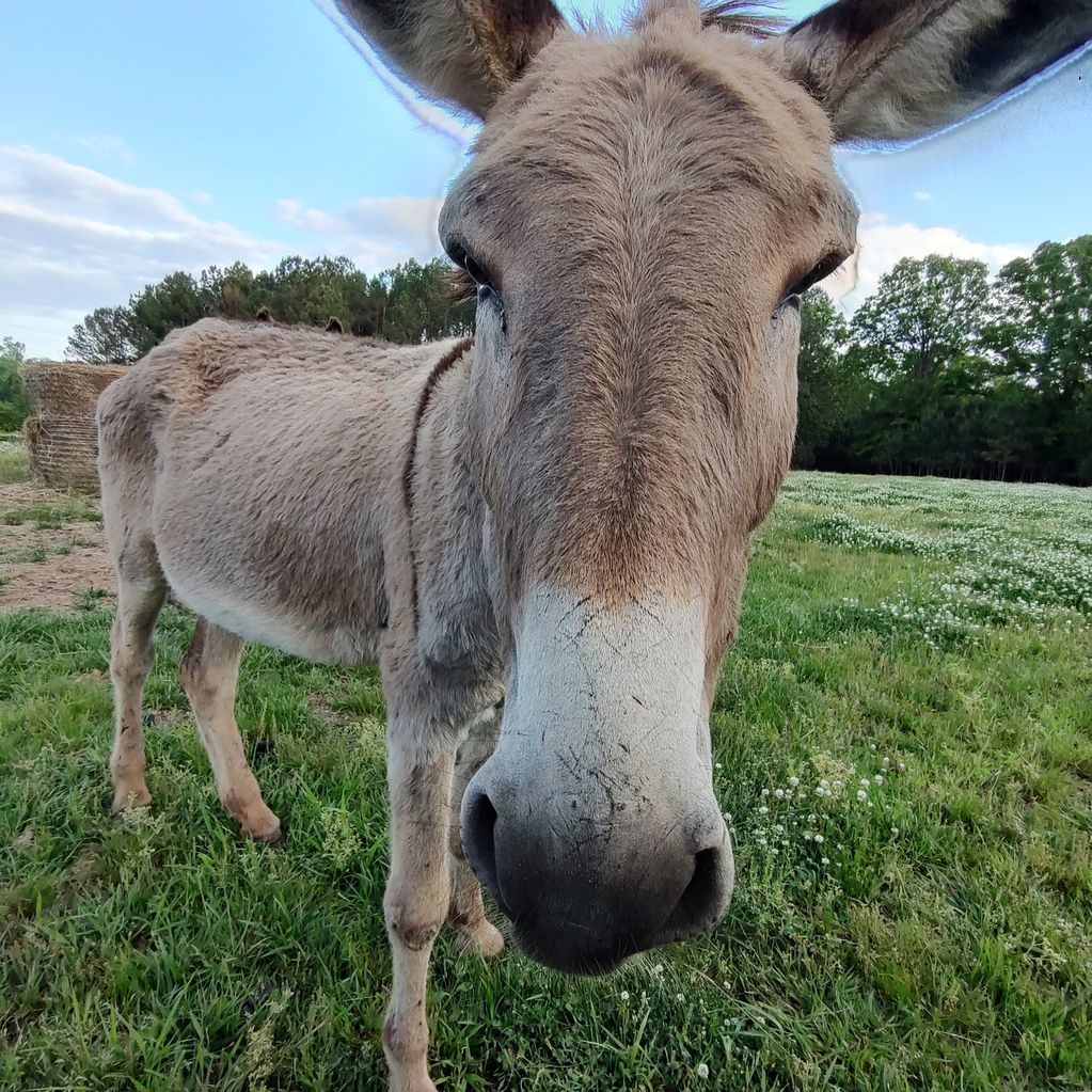 Standard size Donkeys | Big E Livestock and Donkeys