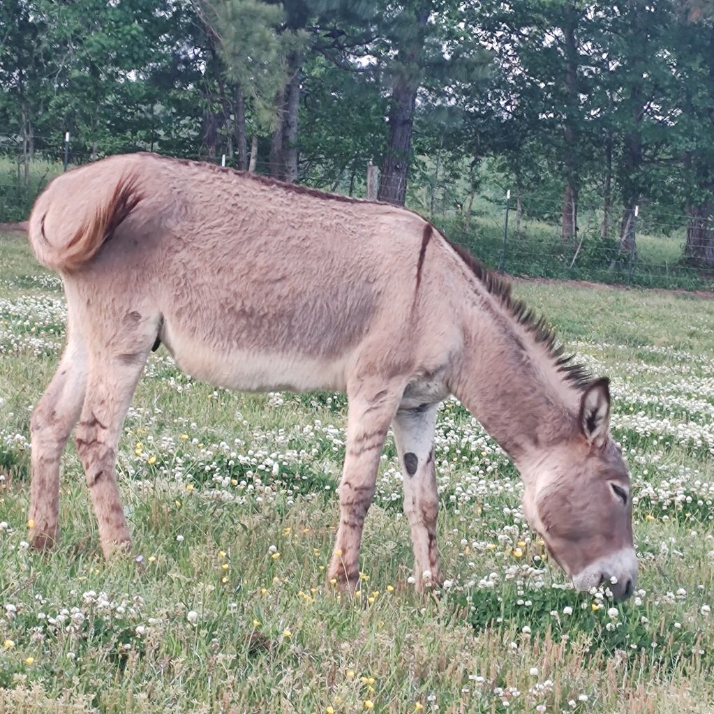 Standard size Donkeys | Big E Livestock and Donkeys