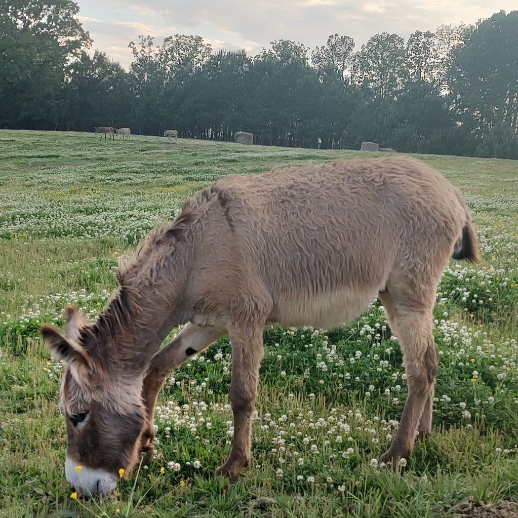 Standard size Donkeys | Big E Livestock and Donkeys