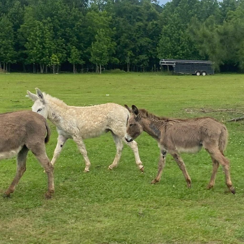Standard size Donkeys | Big E Livestock and Donkeys