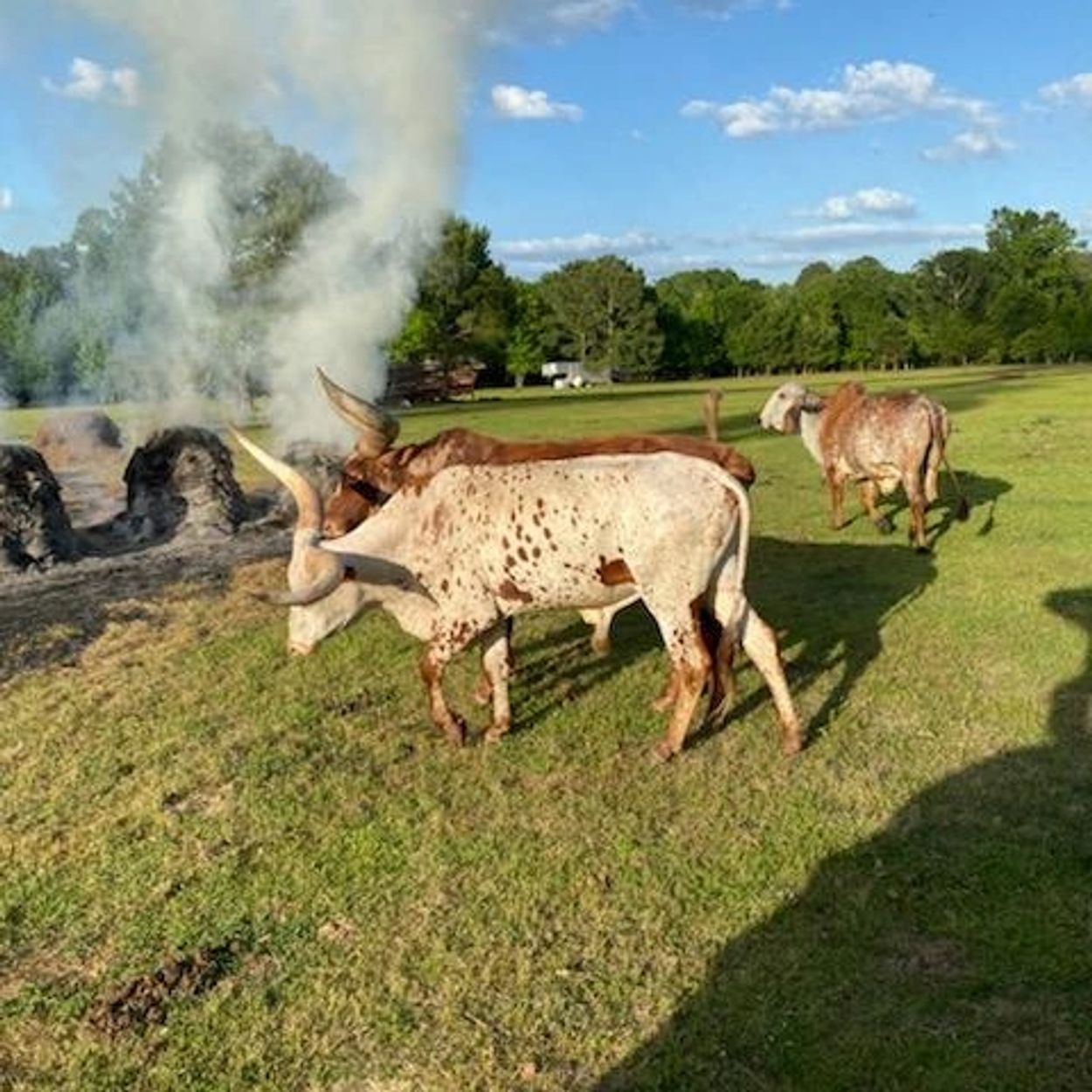 Cattle, misc livestock | Big E Livestock and Donkeys