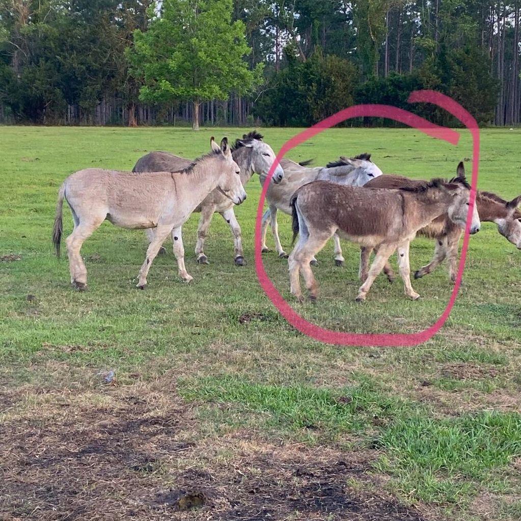 Standard size Donkeys | Big E Livestock and Donkeys