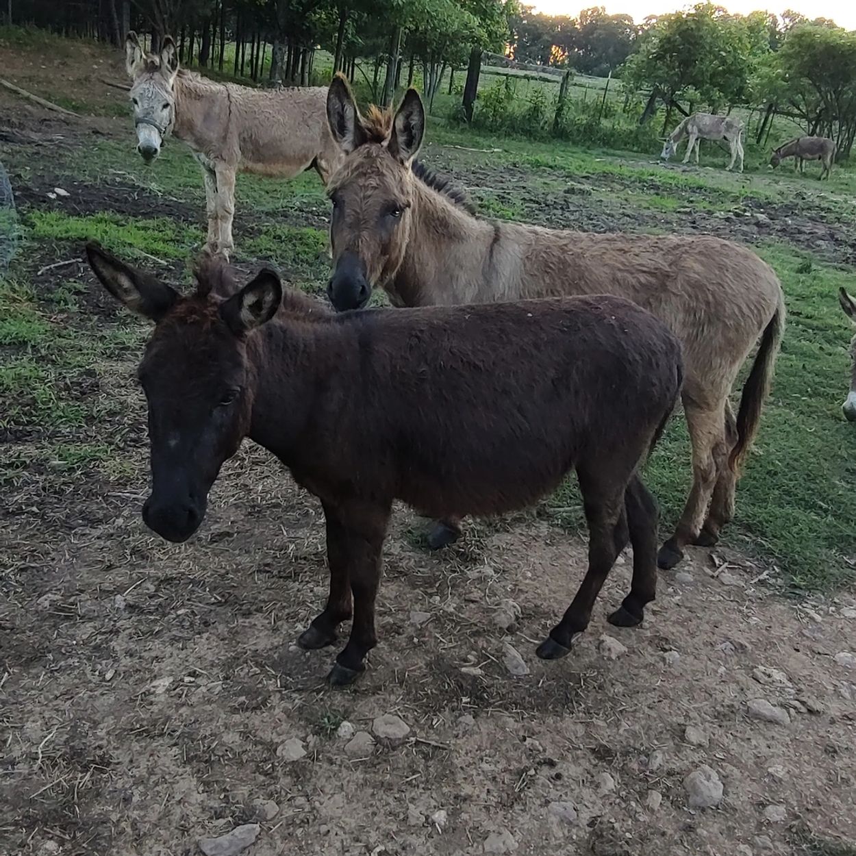 Miniature Donkeys