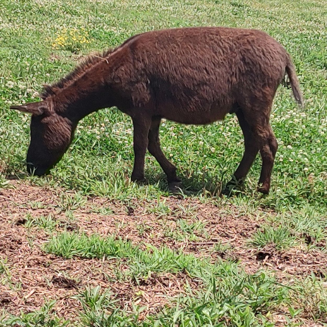 Miniature Donkeys