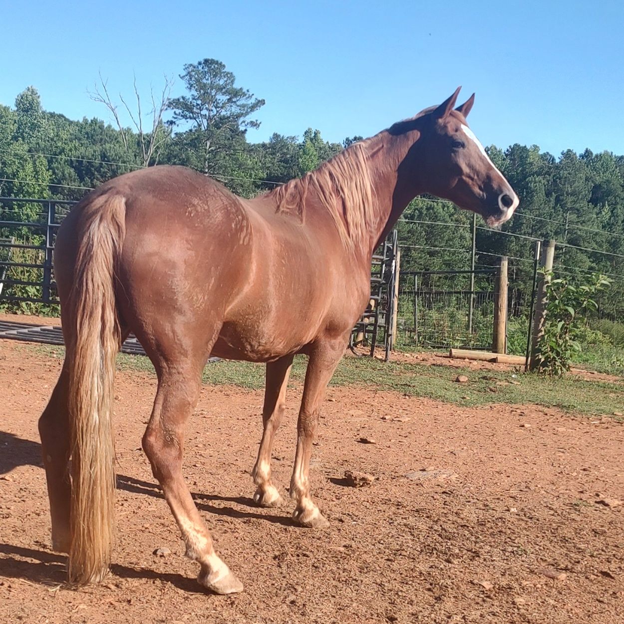 Available Horses ponies