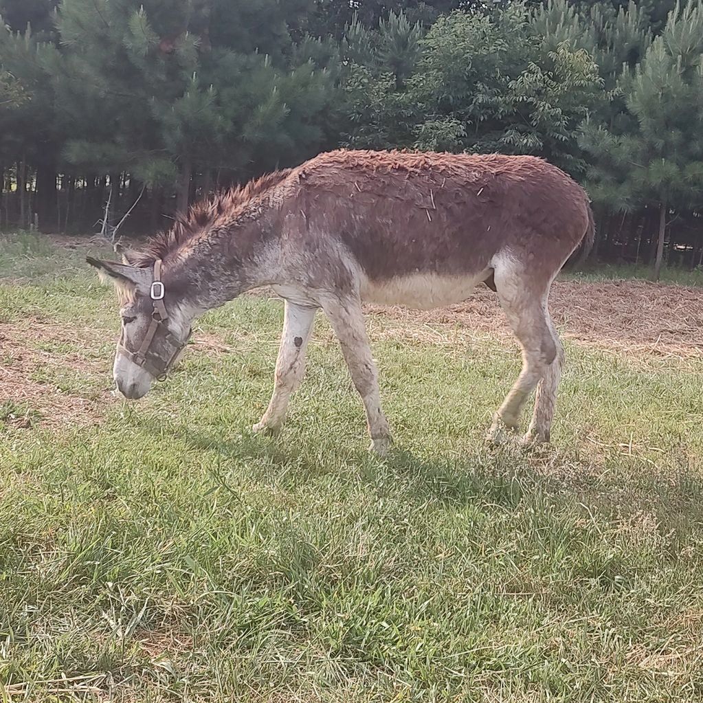 Standard size Donkeys | Big E Livestock and Donkeys