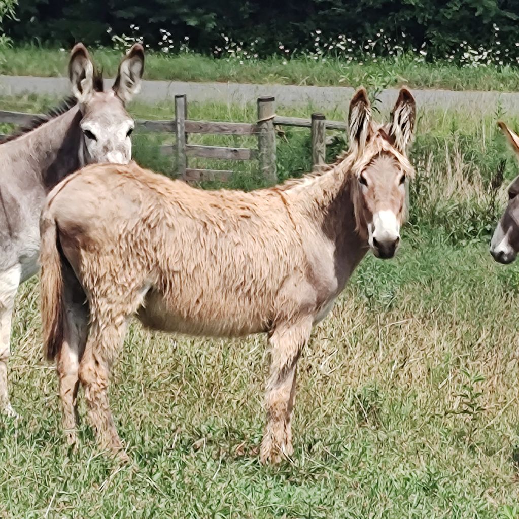 Standard size Donkeys | Big E Livestock and Donkeys