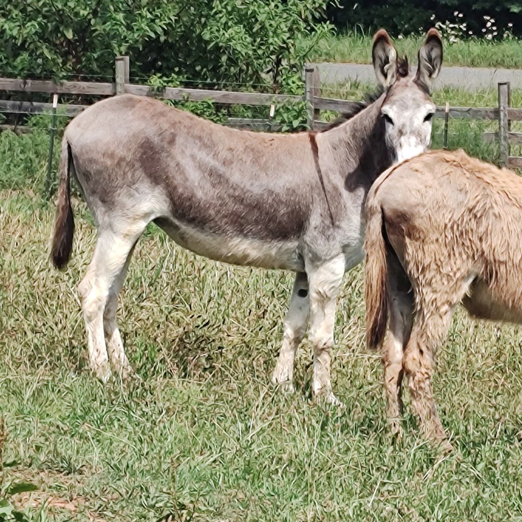 Standard size Donkeys | Big E Livestock and Donkeys