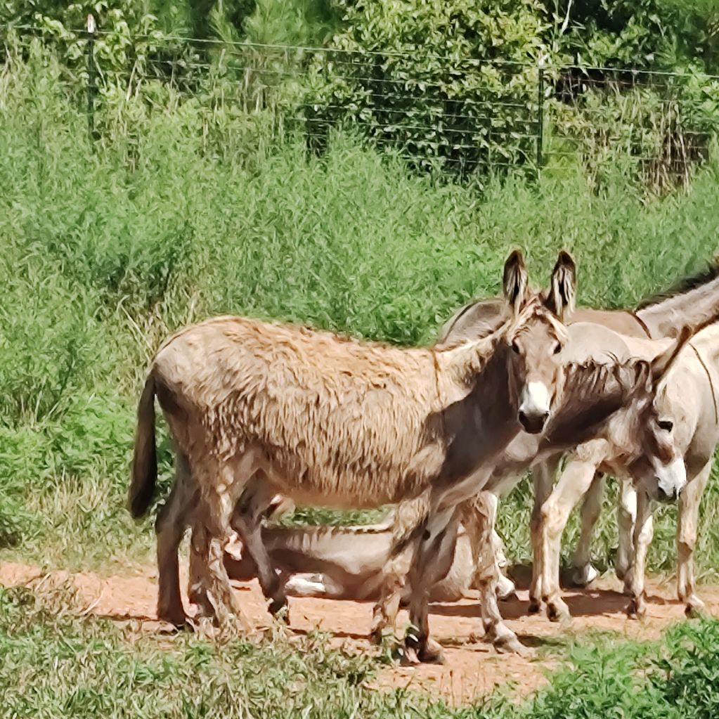 Standard size Donkeys | Big E Livestock and Donkeys
