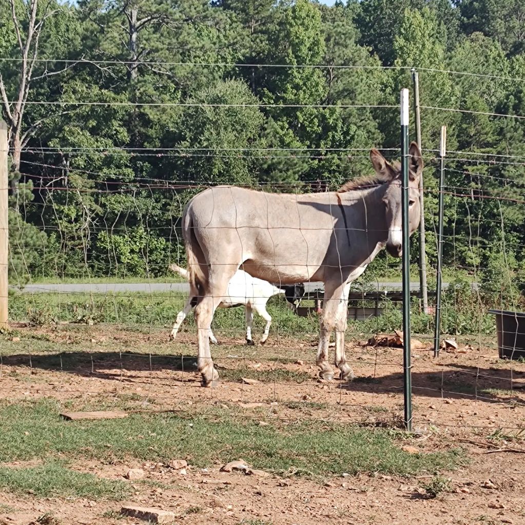 Standard size Donkeys | Big E Livestock and Donkeys