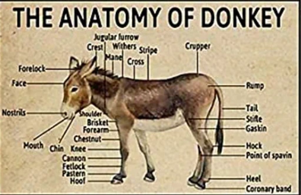 Standard size Donkeys | Big E Livestock and Donkeys