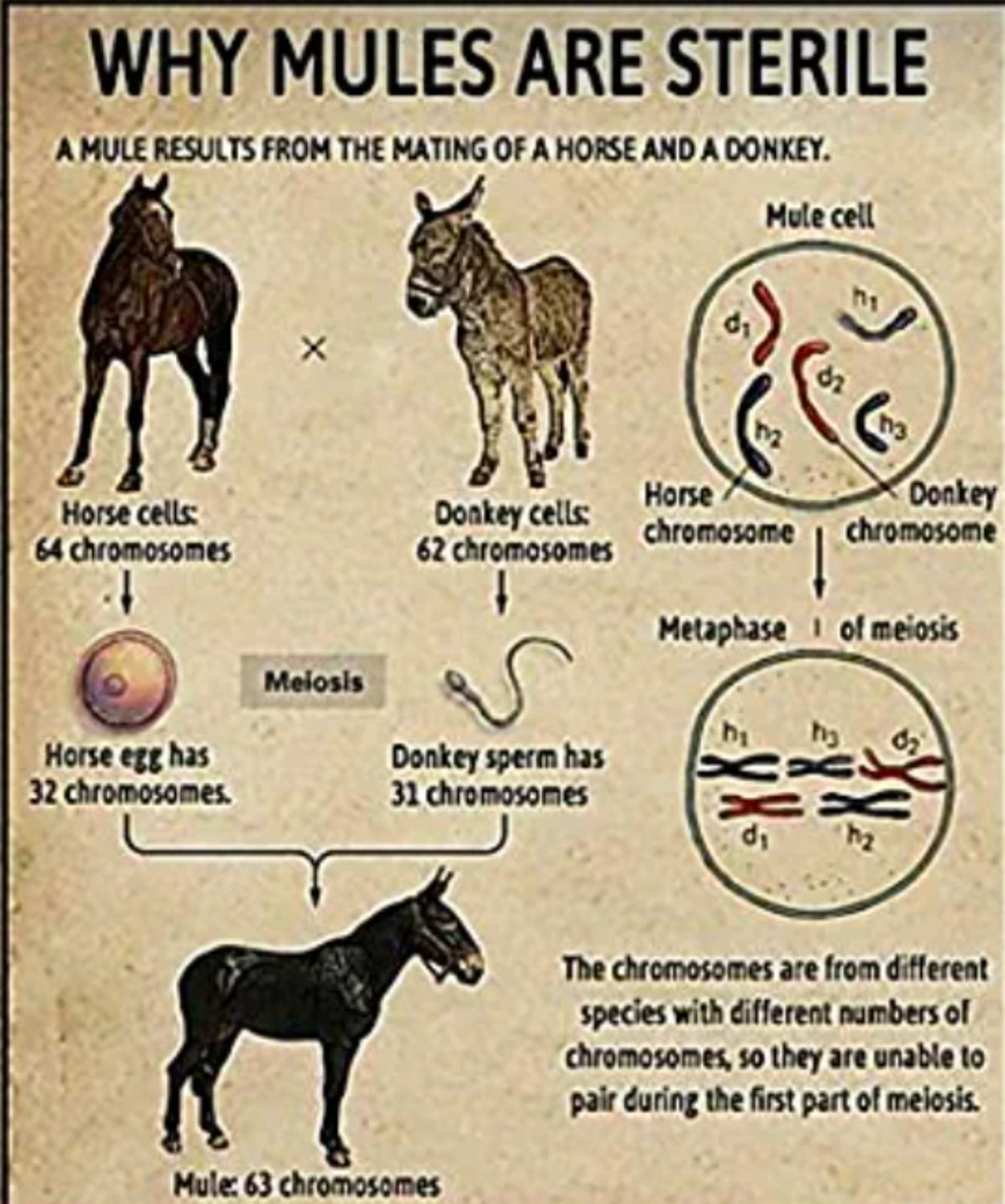 Mules | Big E Livestock and Donkeys