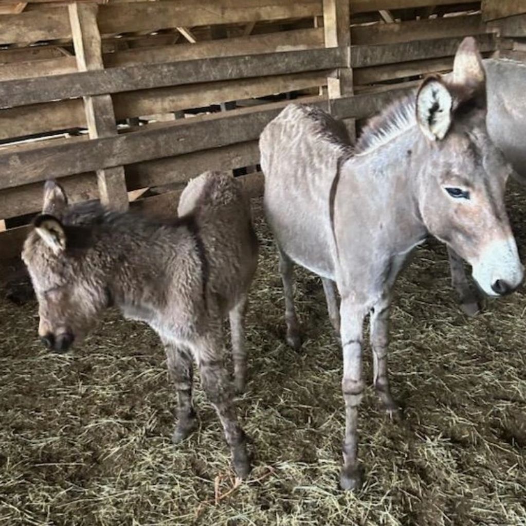 Standard size Donkeys | Big E Livestock and Donkeys