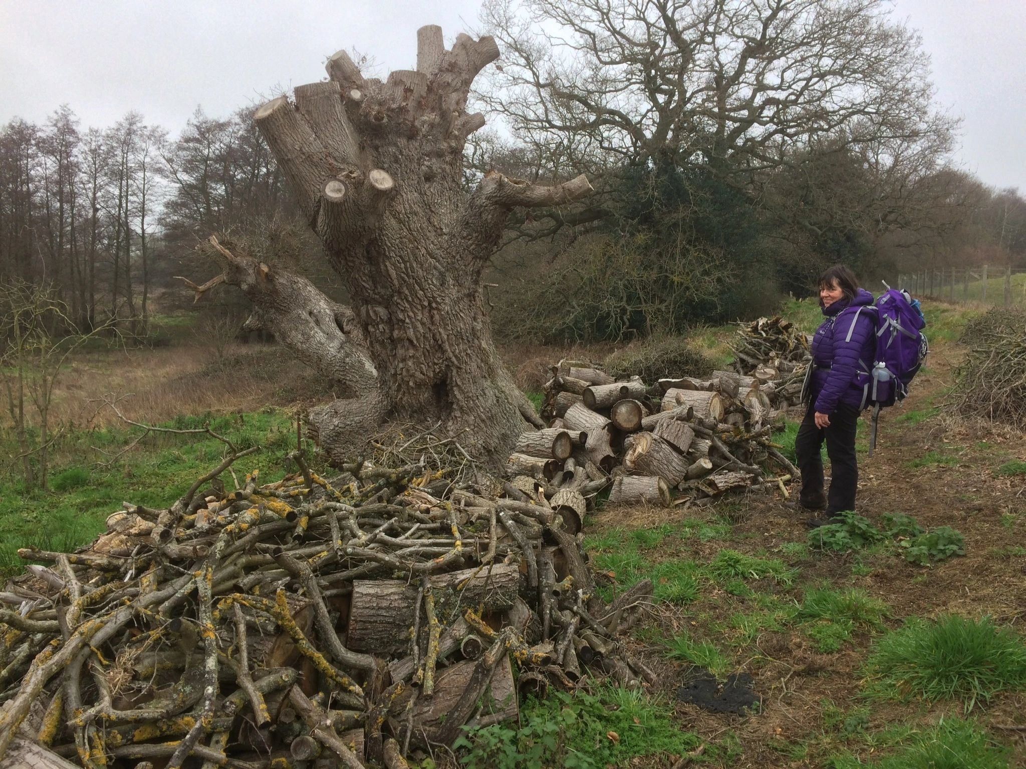 Oak tree butcher’s shop