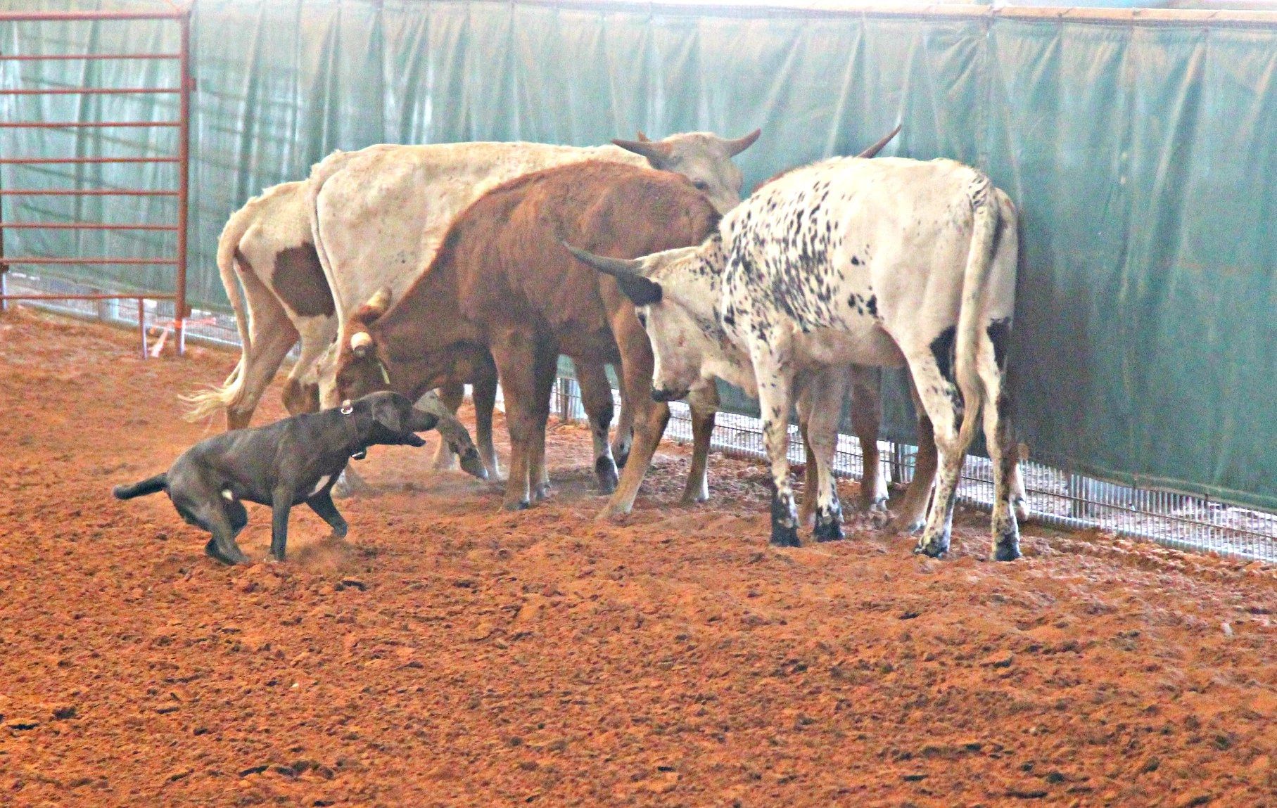 Texas Lacy Game Dog Association