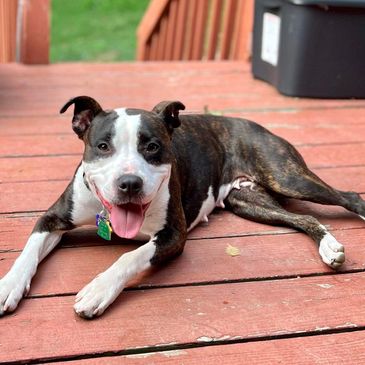 Donate | People Helping Paws Dog Rescue