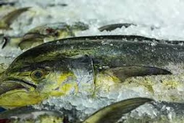 Fresh Fish | Meats Of Virginia