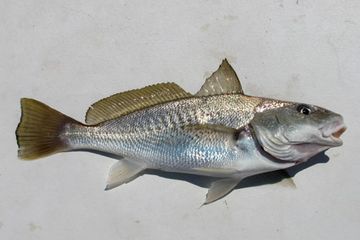 Fresh Fish | Meats Of Virginia