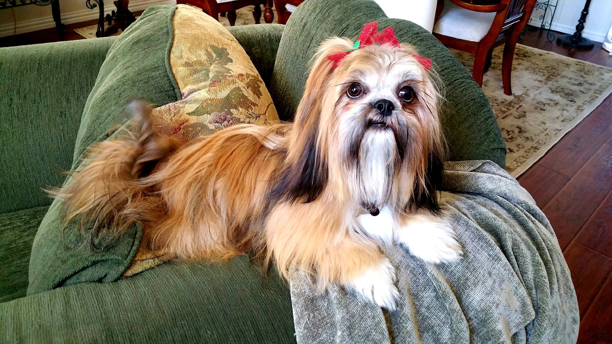 Videos | Shih tzu Pups Texas