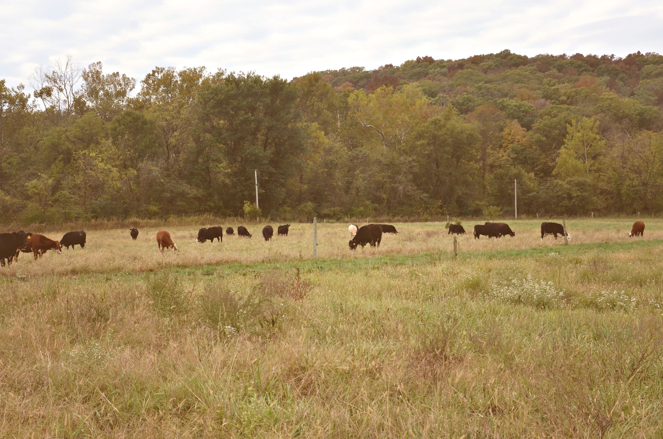 About Your Food | Legacy Farms