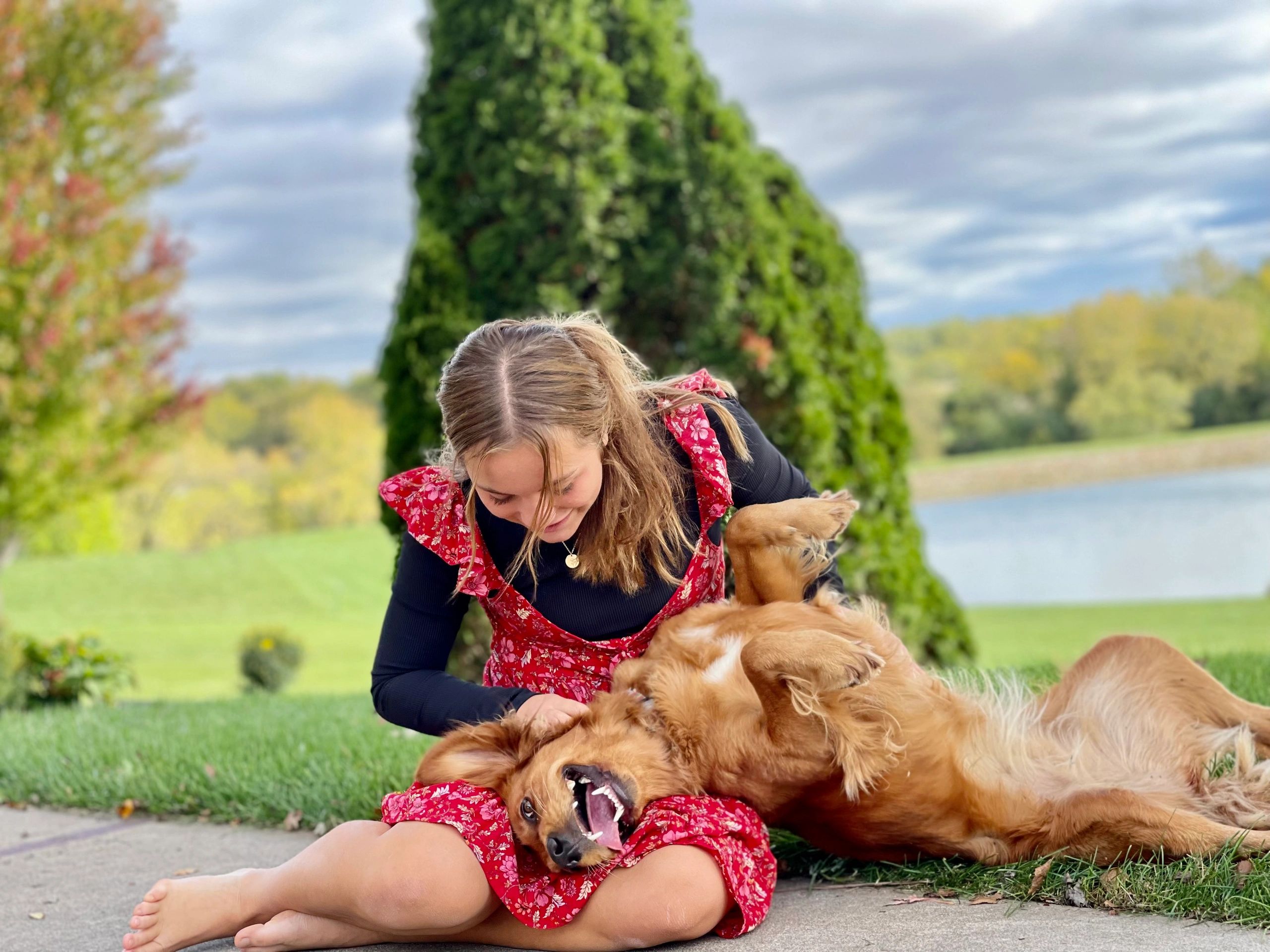 Pure Gold - Retriever Puppies for Sale