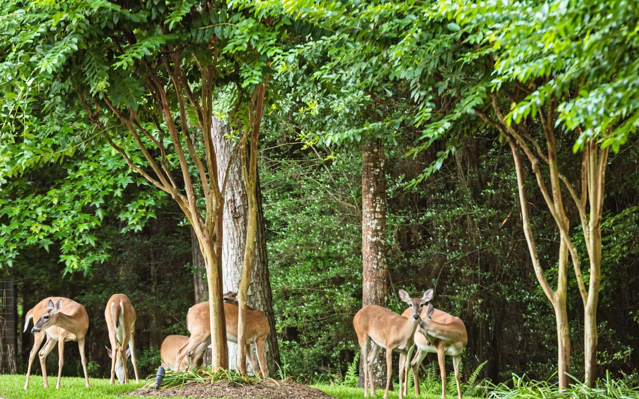 The Village at High Meadow