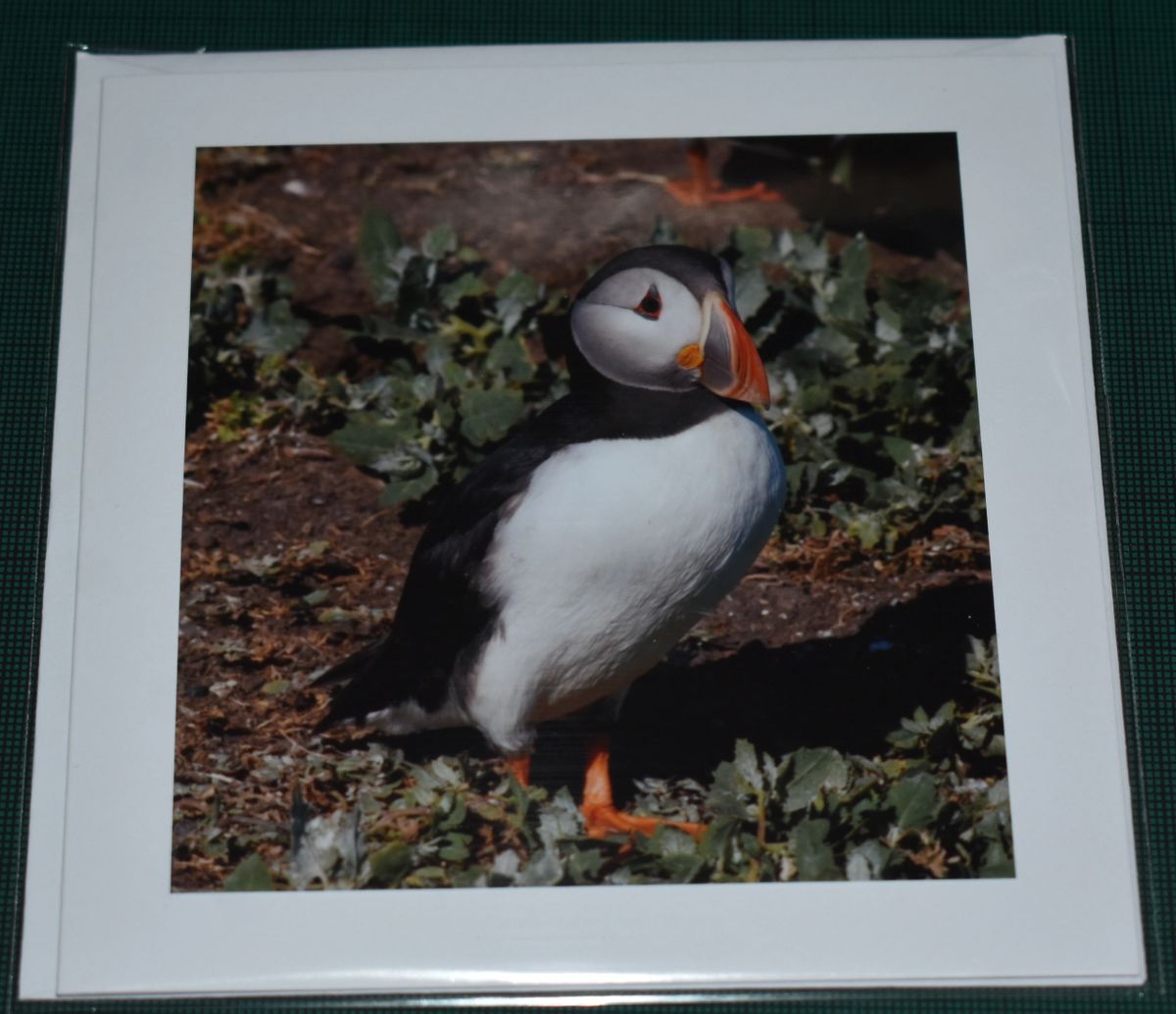 Puffin Square Notelet Card