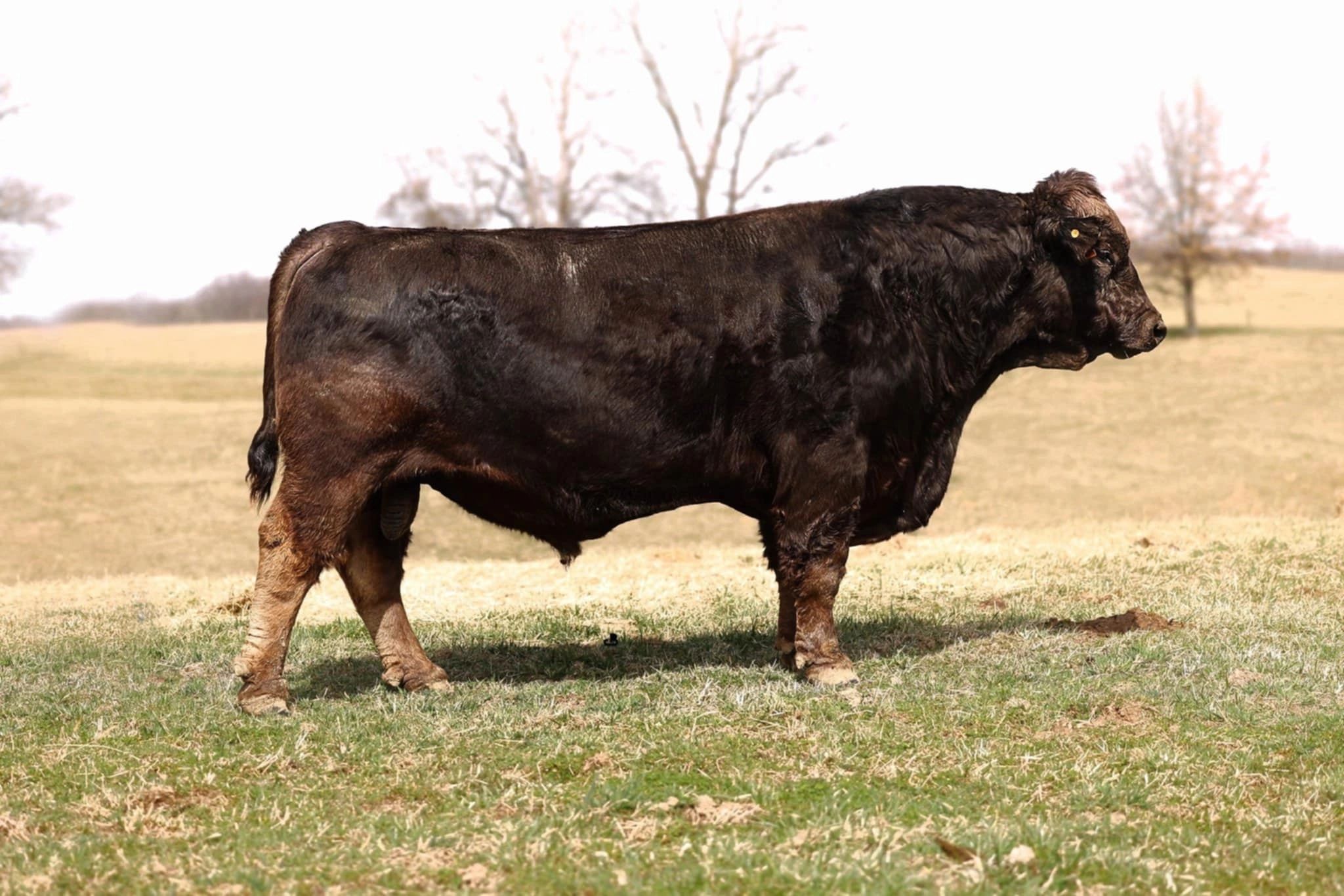 Stillwater Farms - Angus and Braunvieh Cattle, Family Farm