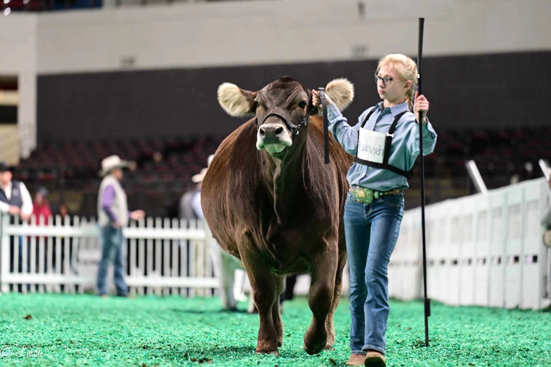 Stillwater Farms - Angus and Braunvieh Cattle, Family Farm