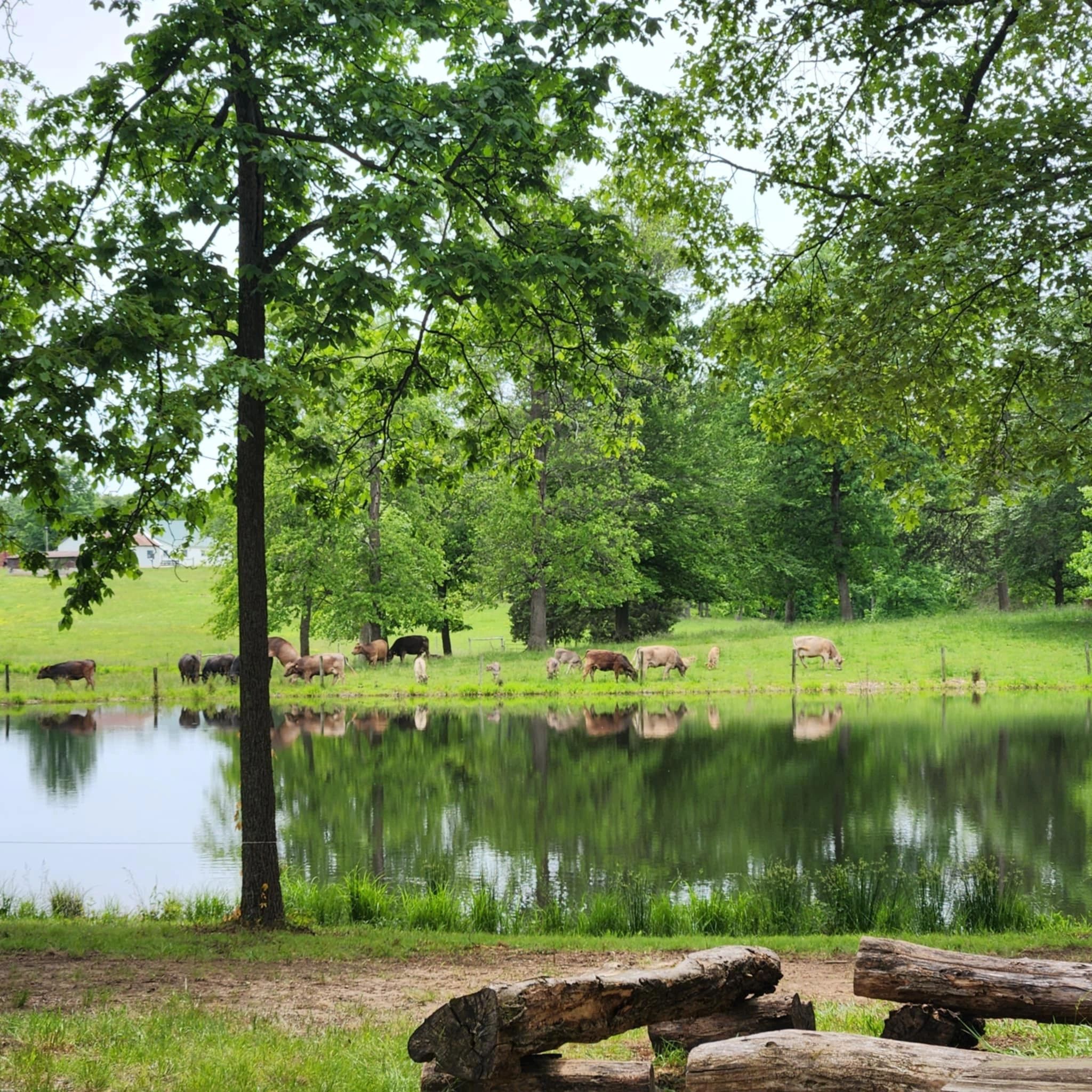 Stillwater Farms - Angus and Braunvieh Cattle, Family Farm