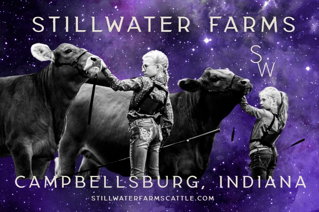 Stillwater Farms - Angus and Braunvieh Cattle, Family Farm