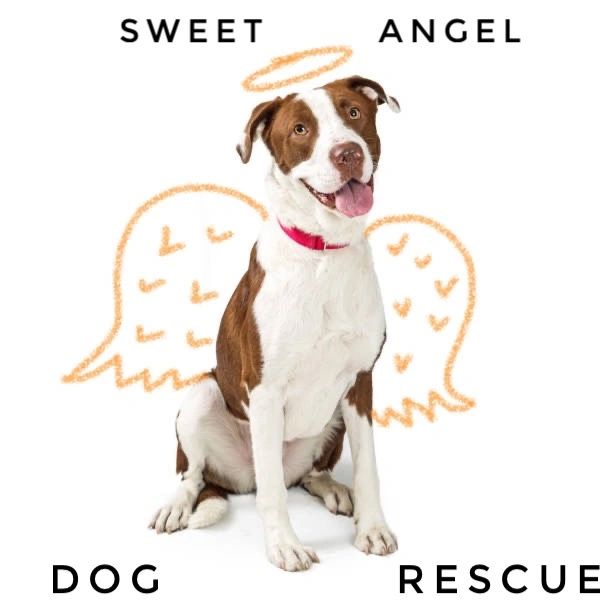Sweet Angel Dog Rescue
