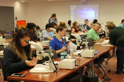 Adult Mosquito ID Course | Virginia Mosquito Control Association