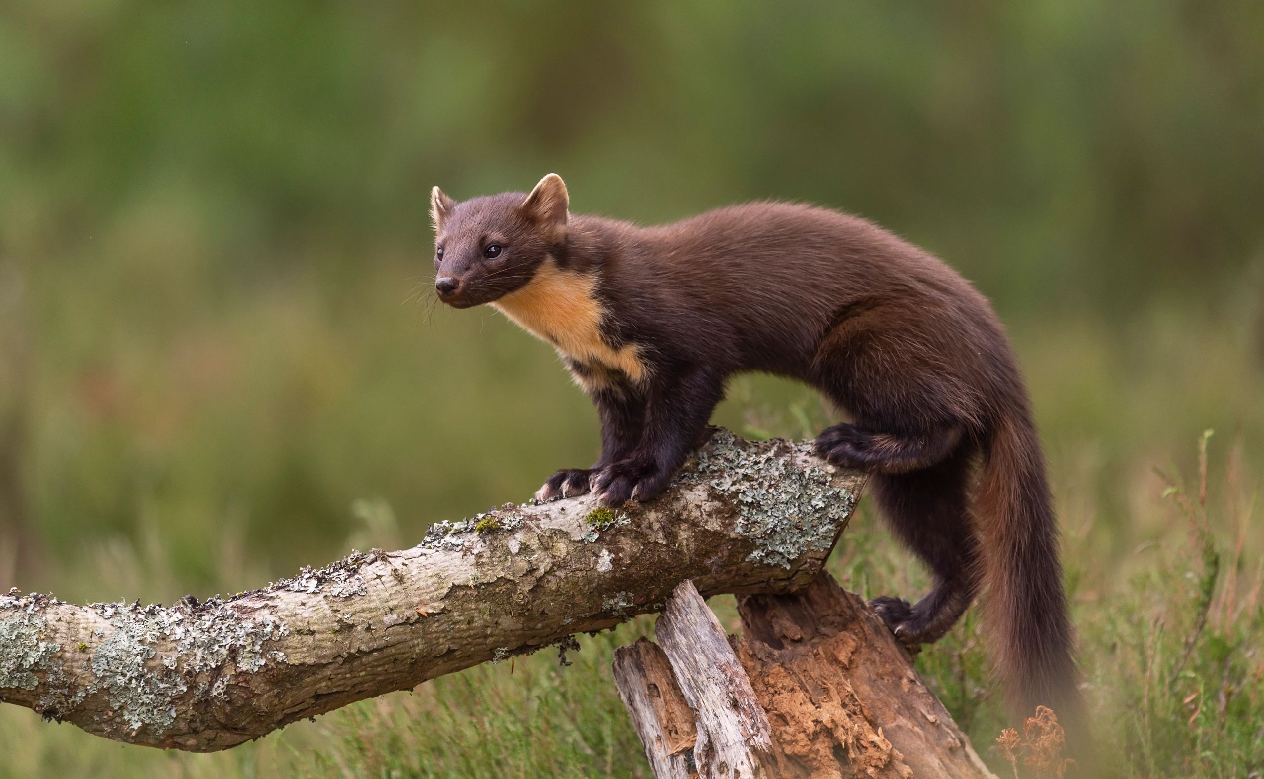 291. The Pine Marten