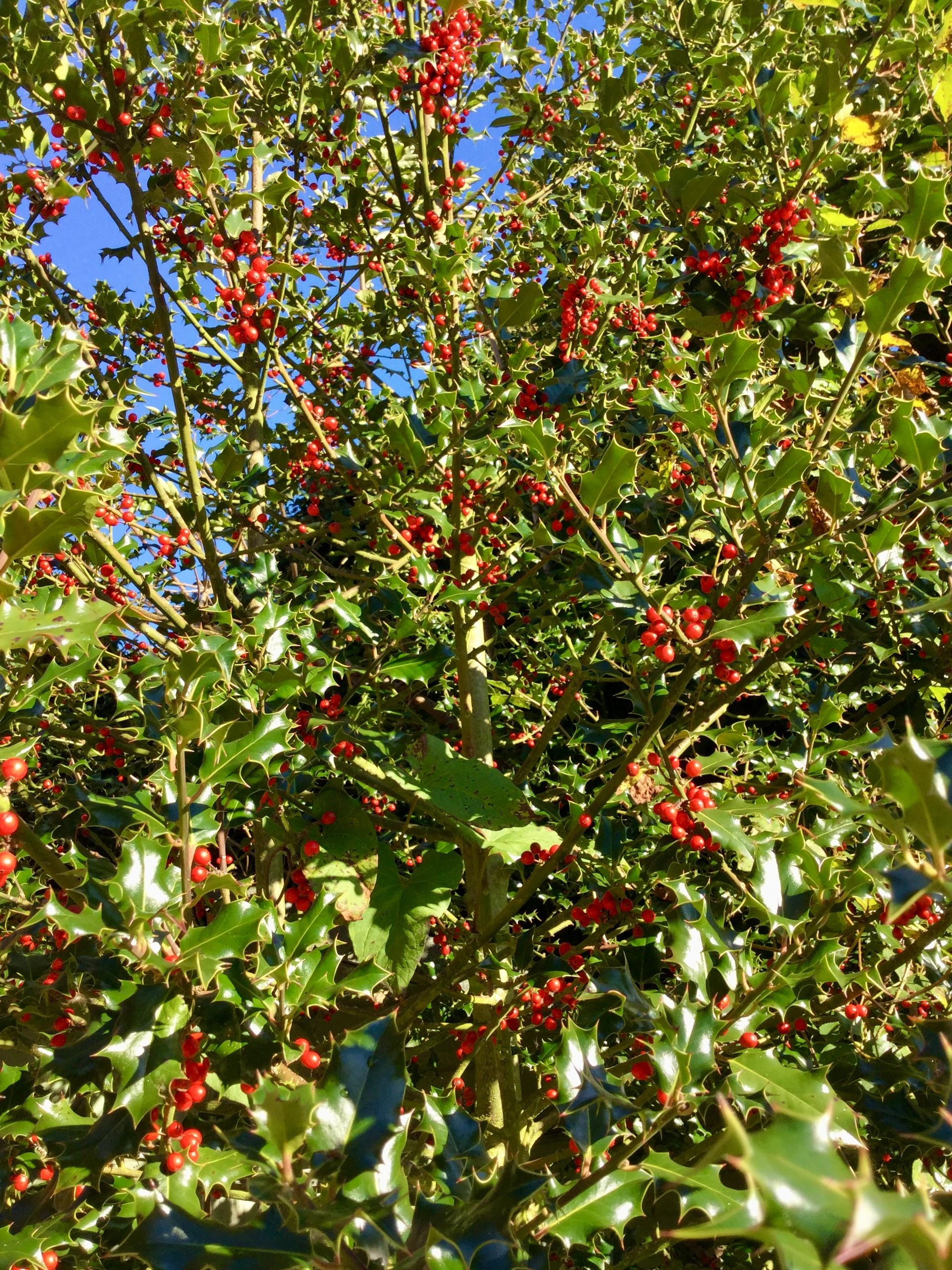 239. The Holly Tree