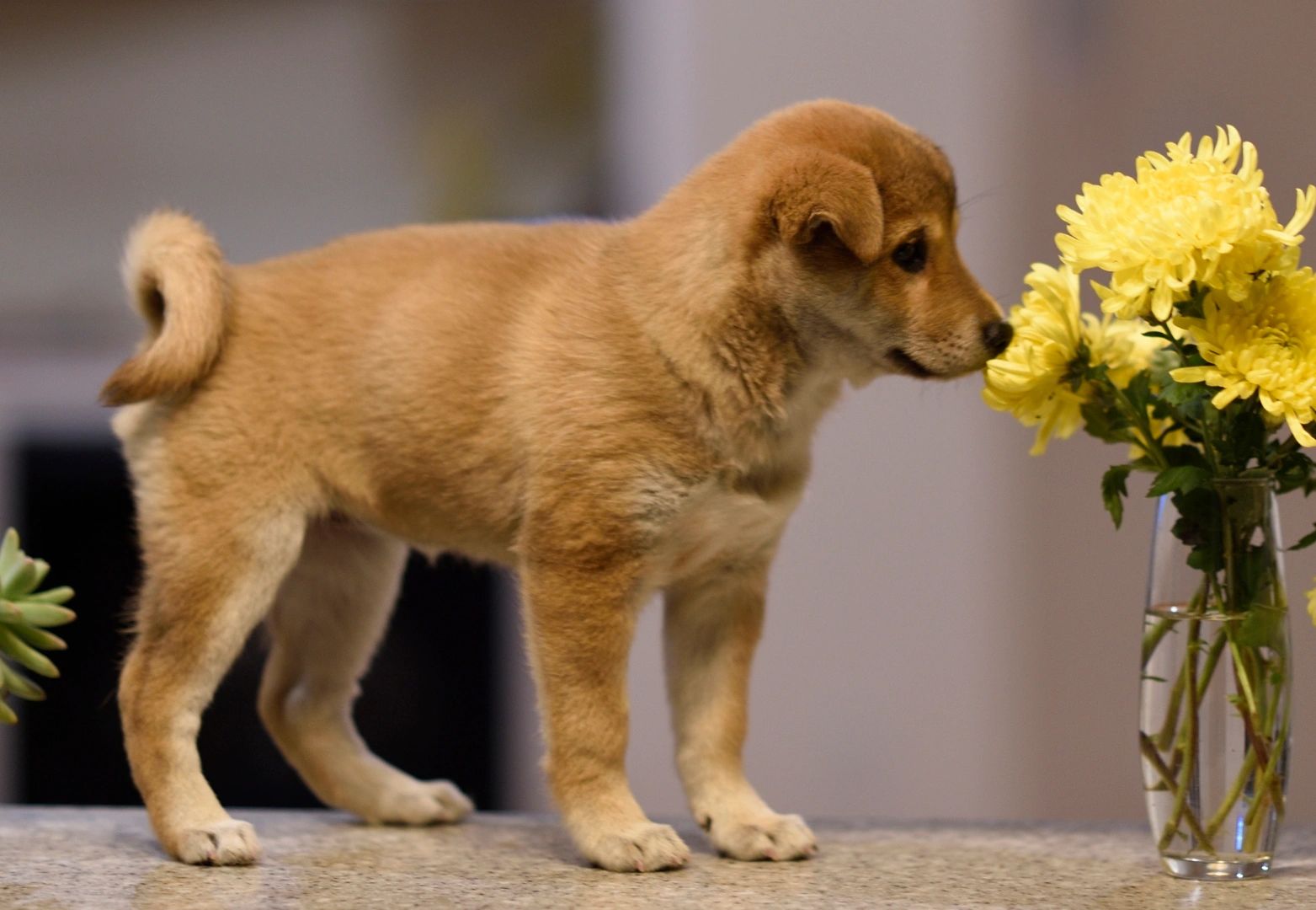 Shiba Inu Golden Retriever Mix