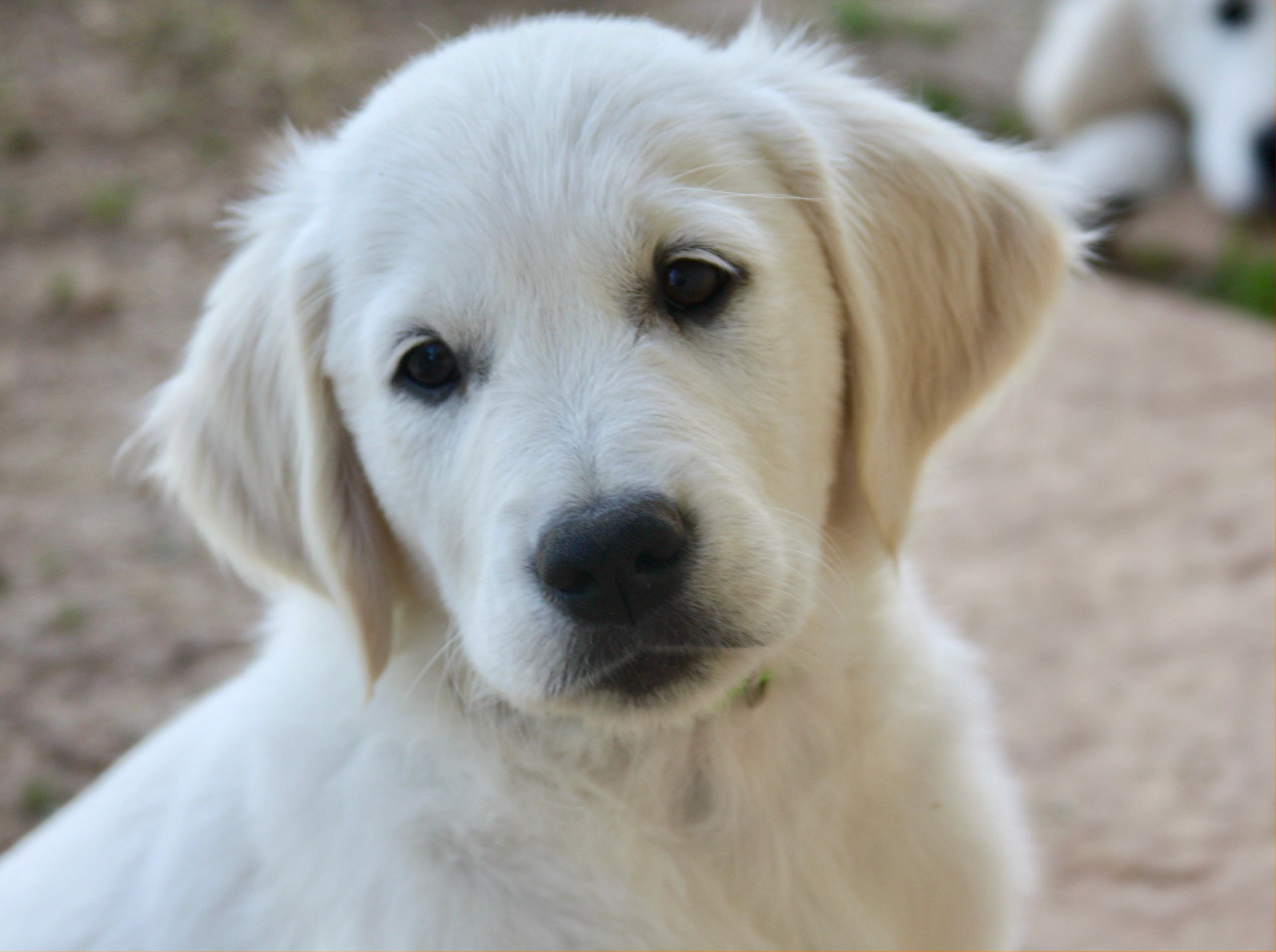 AZgilbertgoldens - Golden Retriever Puppies