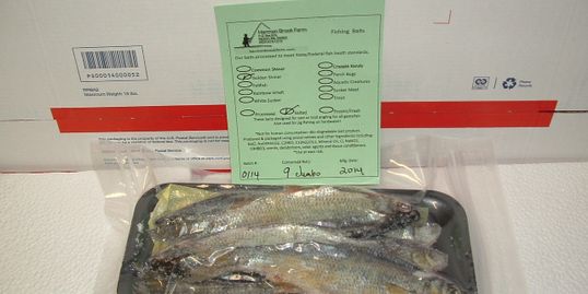 Smelt, shiners, minnows, suckers, river dace; frozen, salted, preserved ...