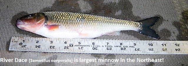 #5 RIVER DACE: 6ct bags/ P&P BAITS™: