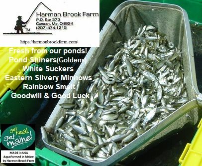 GOLDEN SHINERS: 3"/ P&P/ New Inventory!