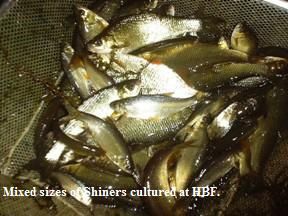 GOLDEN SHINERS: 4-5""/ P&P Bait™