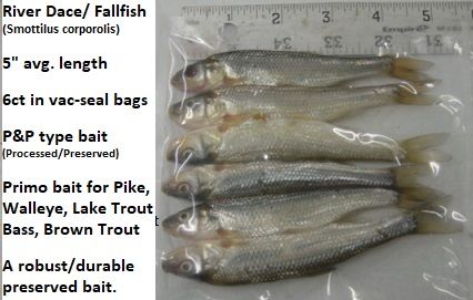 #5 RIVER DACE: 6ct bags/ P&P