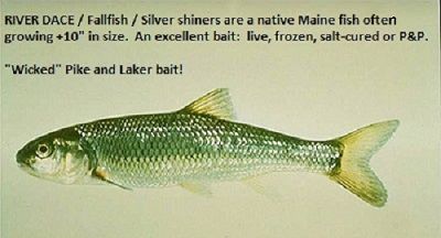 RIVER DACE (Fallfish)