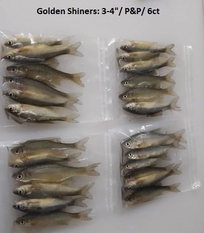 GOLDEN SHINERS: 3-4"/ P&P Baits™/ 6ct bags/ Flat rate shipping: $6.35