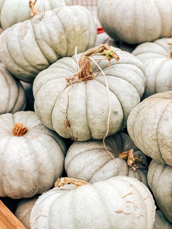 Firehouse Landscape Supply - Garden Center, Plants