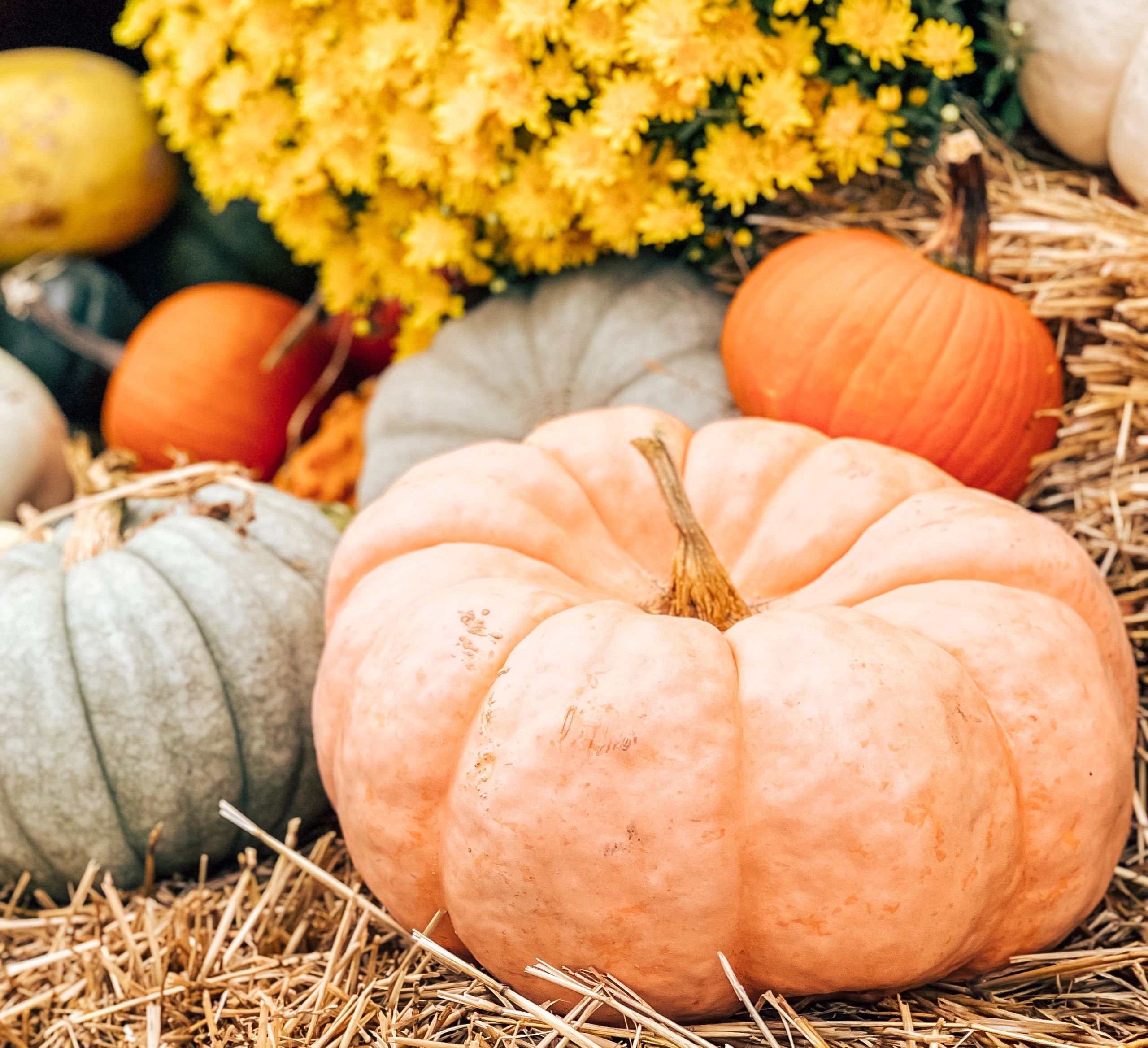 Firehouse Landscape Supply - Garden Center, Plants