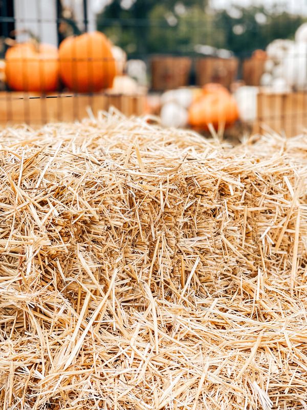 Firehouse Landscape Supply - Garden Center, Plants